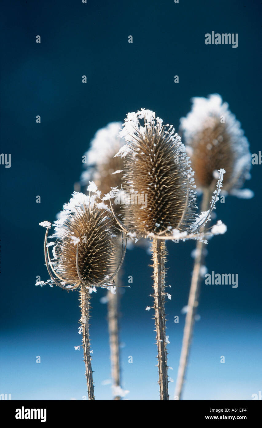 Plant Dipsacus Sylvester Flower With Hoarfrost Stock Photo Alamy plant-dipsacus-sylvester-flower-with-hoarfrost-stock-photo-alamy