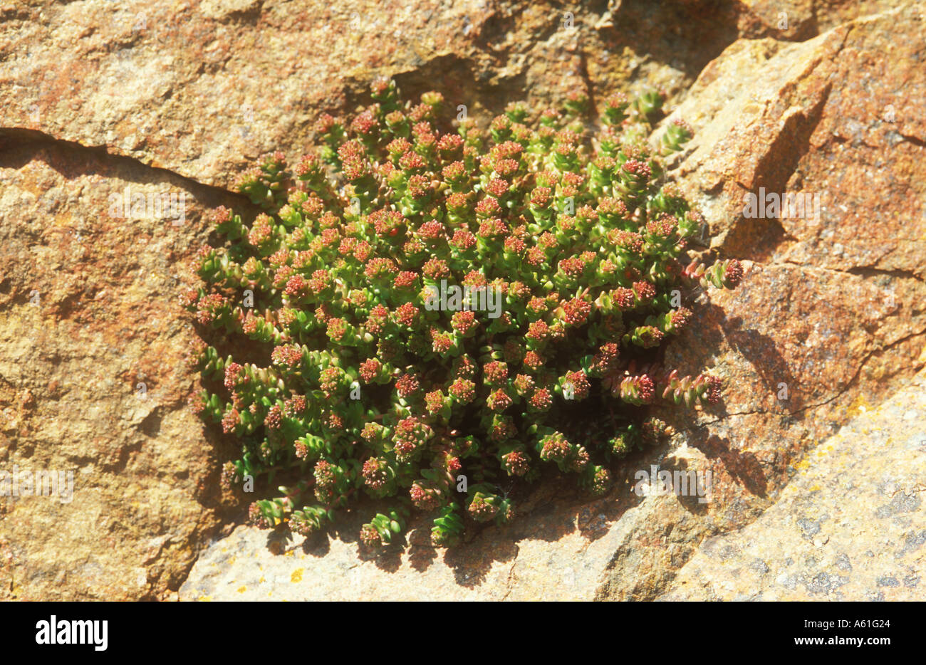 Clump of English Stonecrop on bare rock Stock Photo - Alamy
