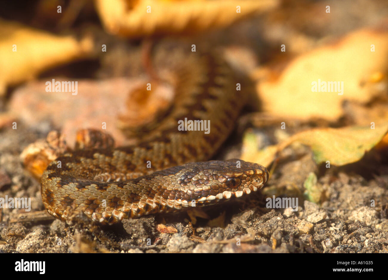 Young adder hi-res stock photography and images - Alamy