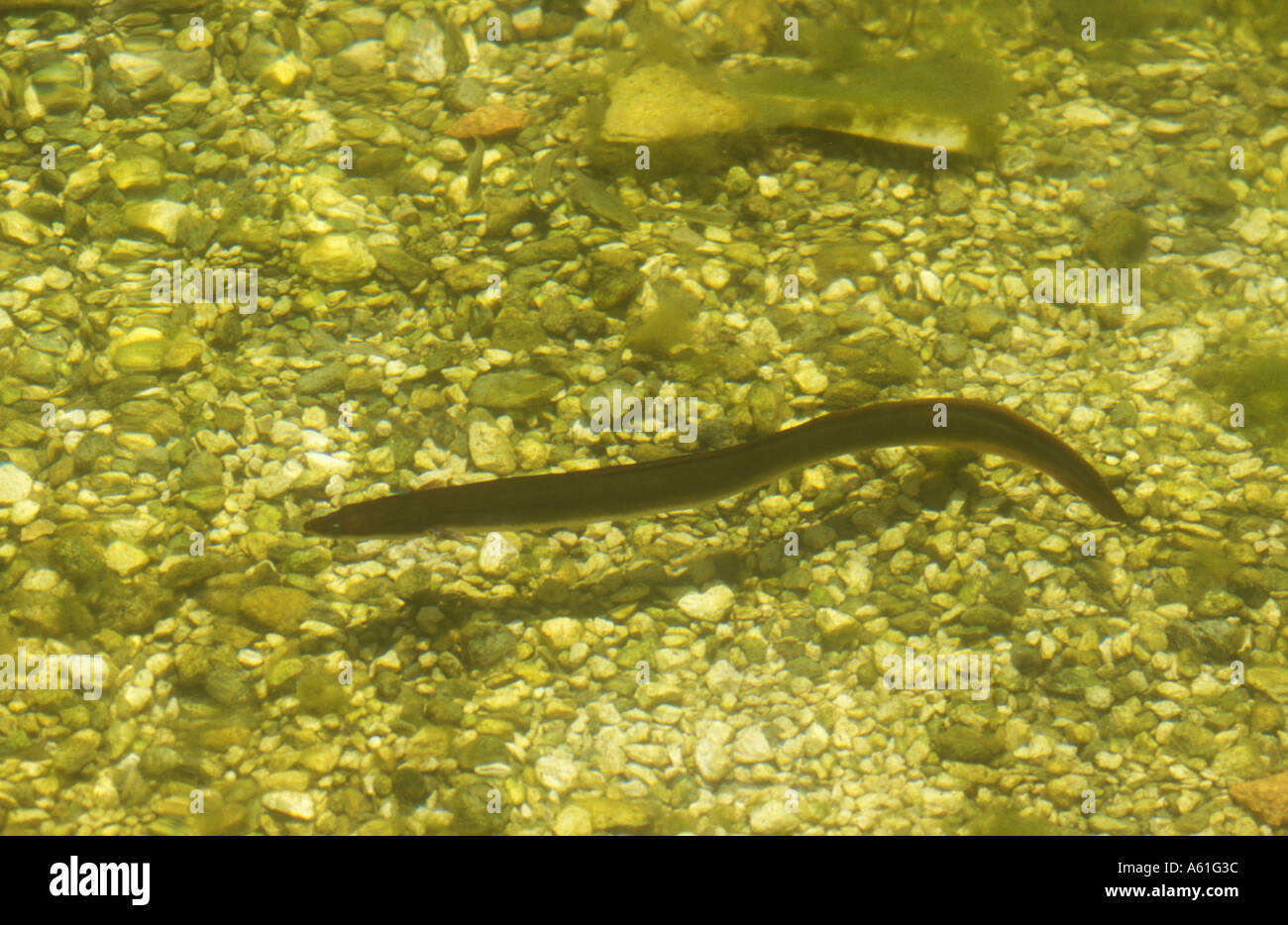 Slippery eel hi-res stock photography and images - Alamy