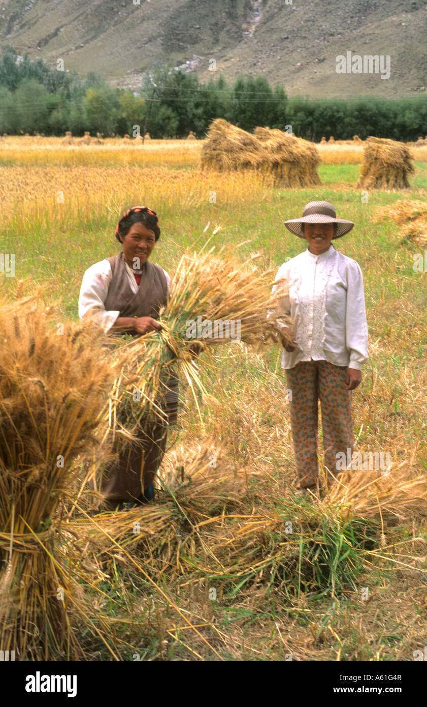 Native poor farmers with hay in fields in rural country outside the ...