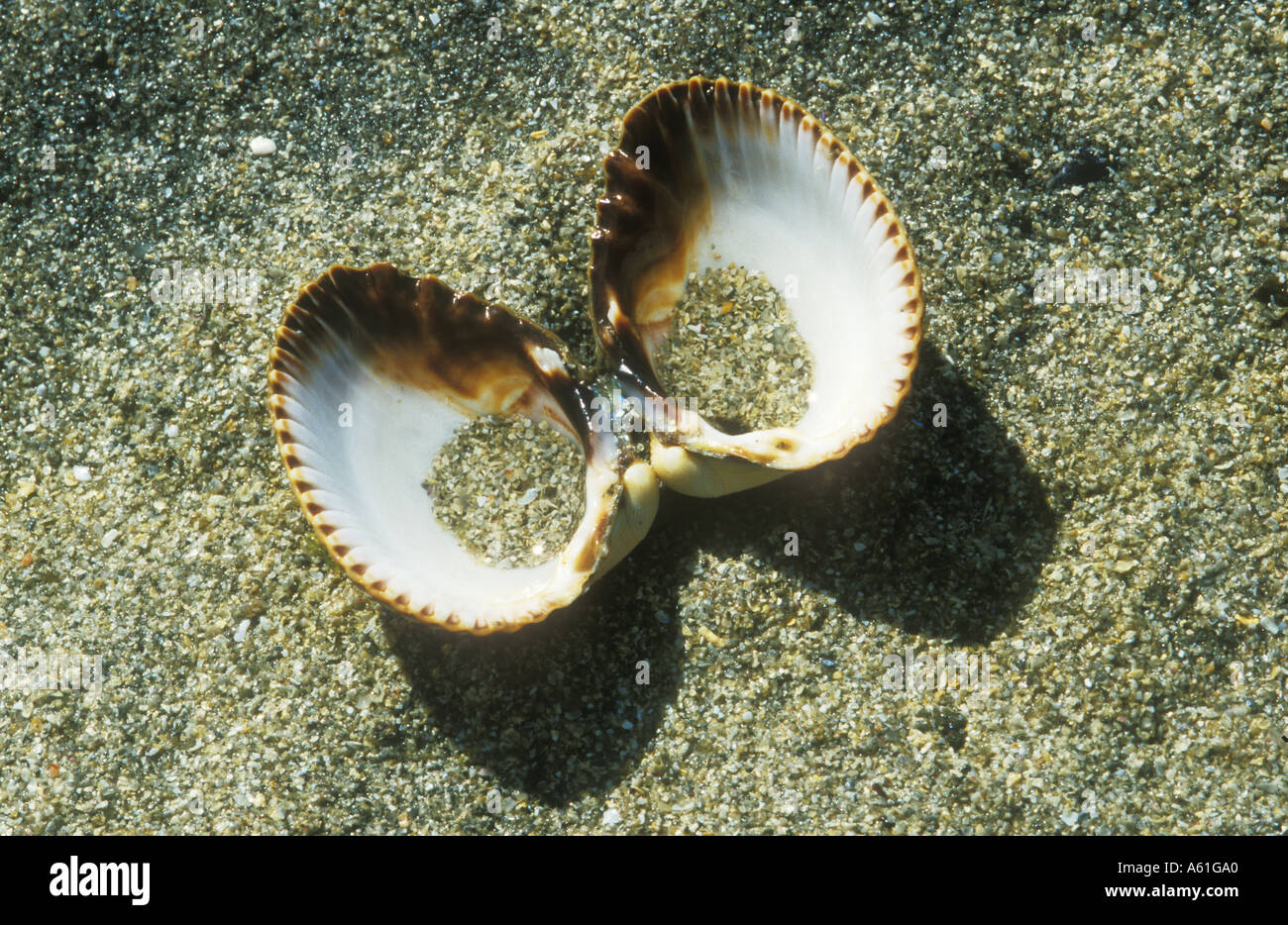 Cockle Shell on a sandy beach Stock Photo - Alamy