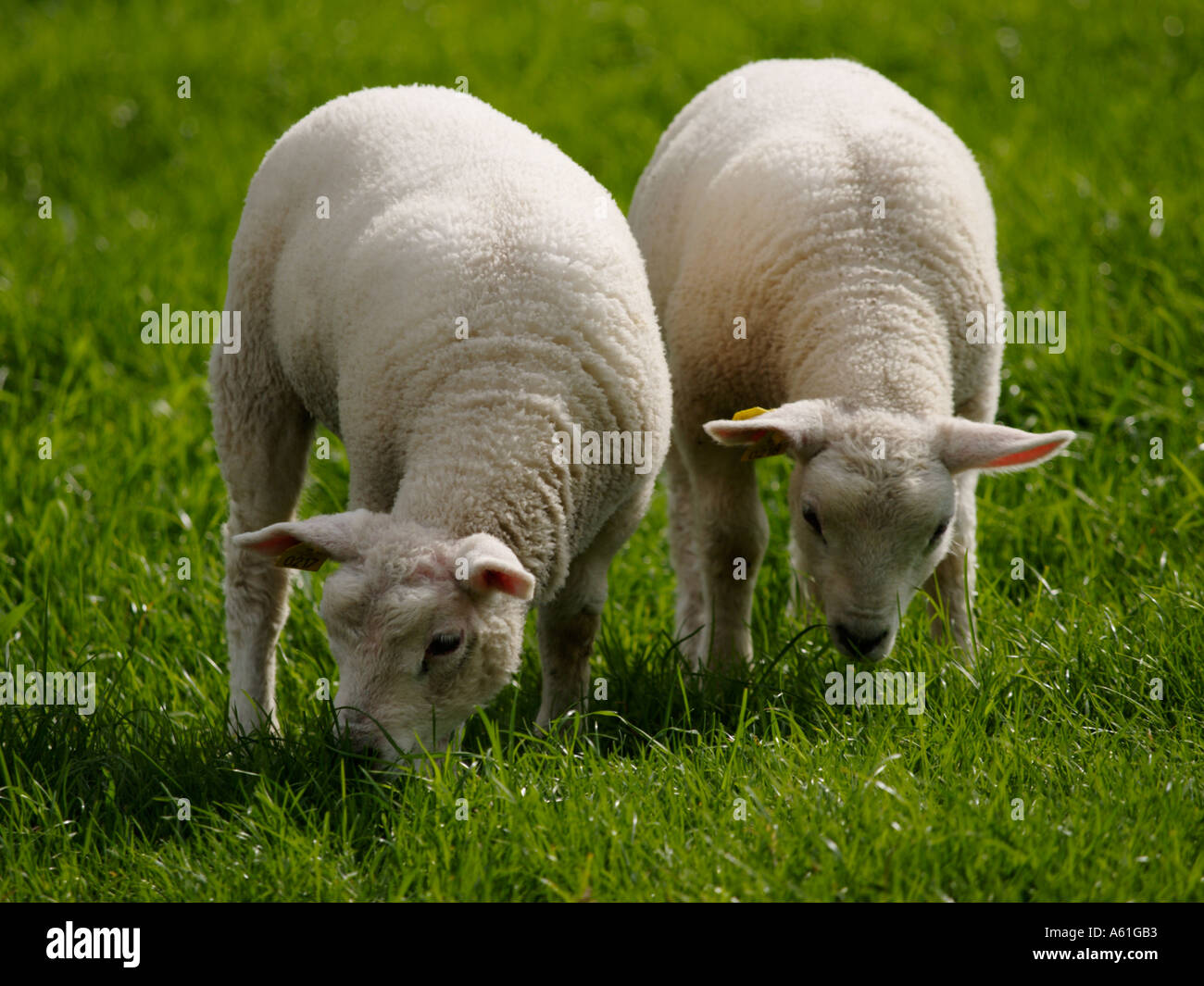 Two cute little lamb twins grazing side by side spring in the ...