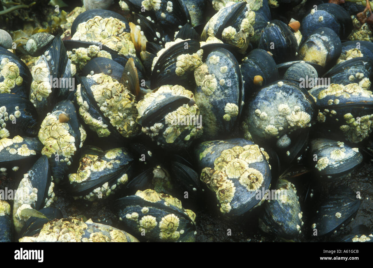 Balanus balanoides hi-res stock photography and images - Alamy