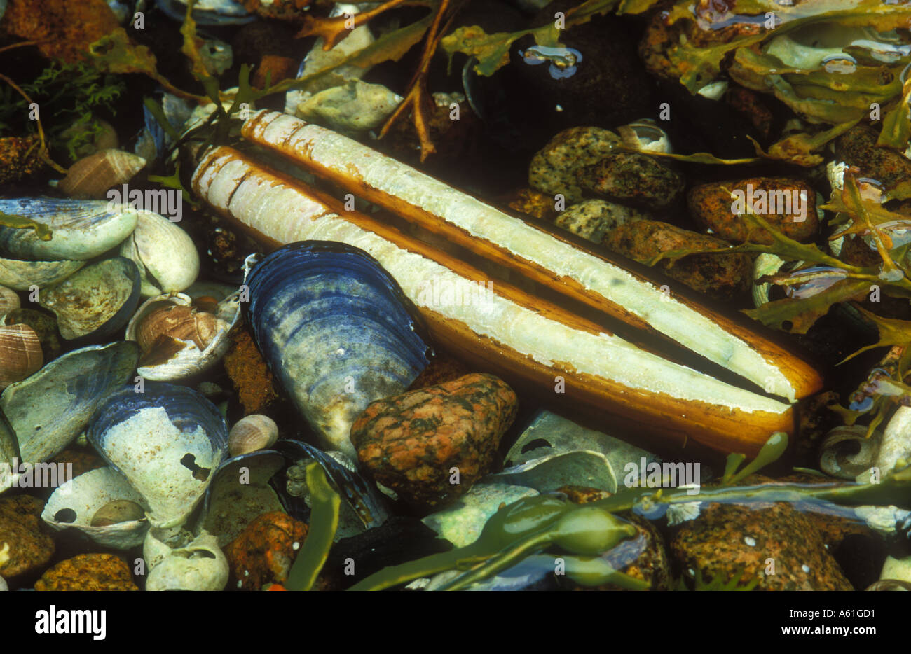 A mixture of shells in a Rock Pool with a Razor Shell as the focal ...