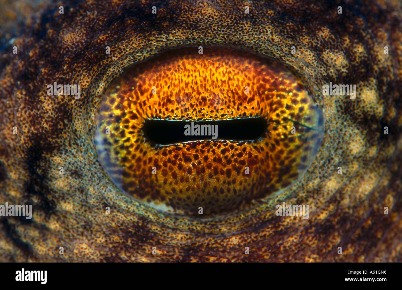 Cuttlefish eye hi-res stock photography and images - Alamy