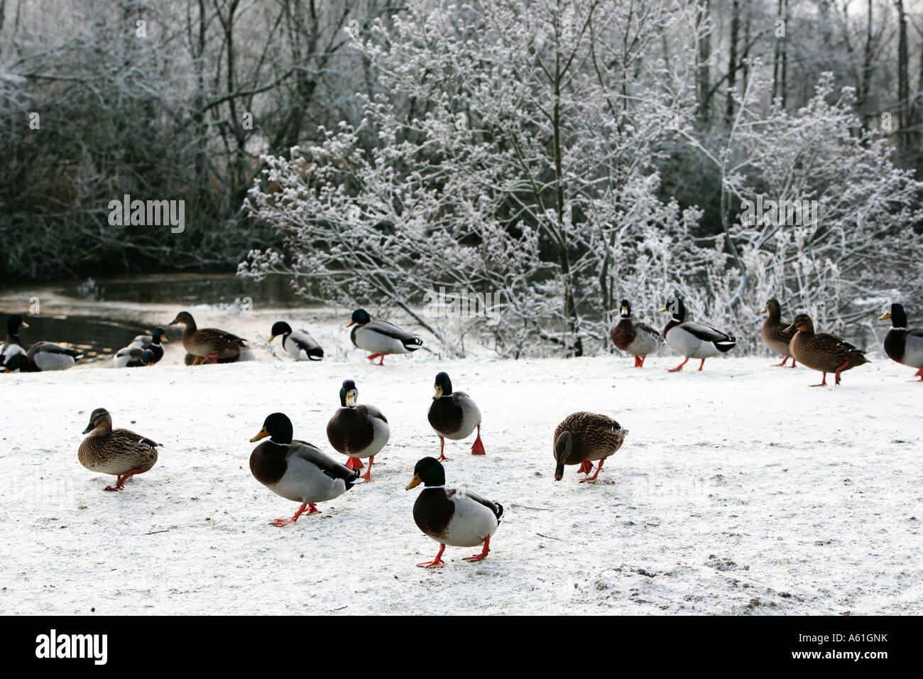 Mallard ducks in winter with frosted ground and trees Stock Photo - Alamy