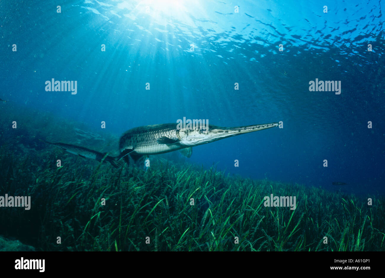 Florida Gar (Lepisosteus platyrhincus) fish underwater, Rainbow River ...