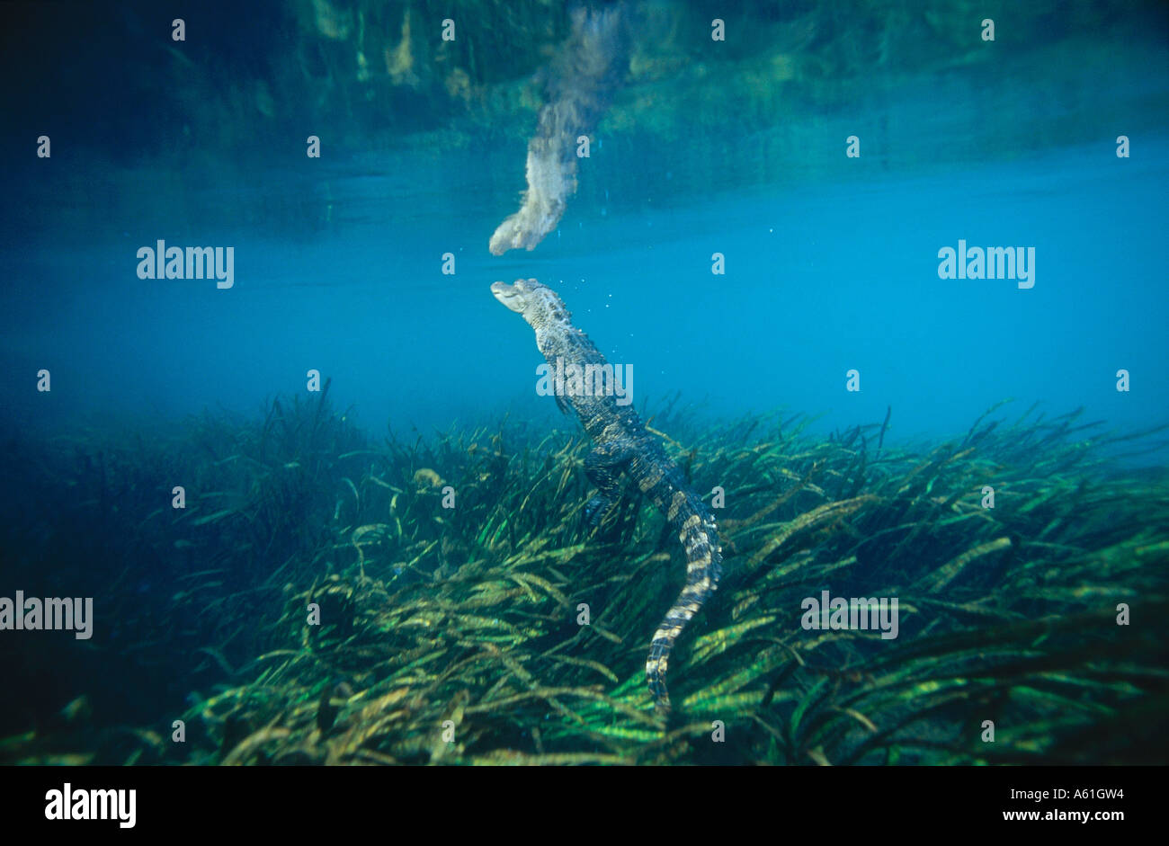 American Alligator (Alligator missisipiensis) swimming underwater ...