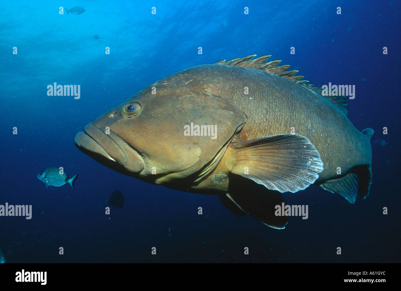 Close-up of Dusky Grouper (Epinephelus marginatus) fish swimming ...