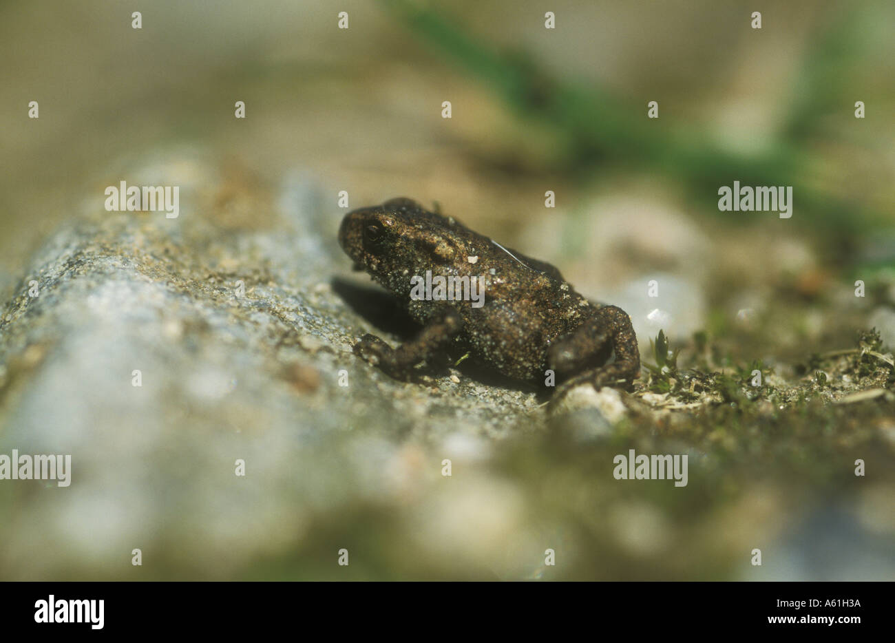 Tiny Common Toad crawling out of nursery pond Stock Photo - Alamy