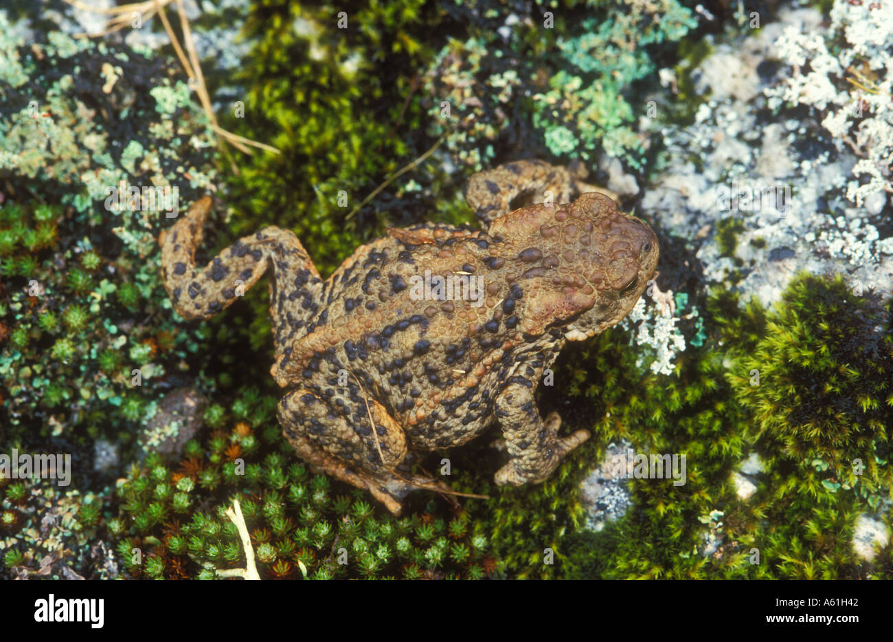 Adult Common Toad crawling out of pond Stock Photo - Alamy