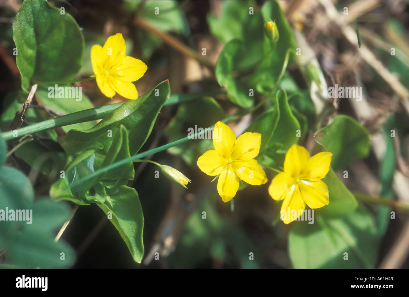 Creeping Jenny or Yellow Pimpernel Stock Photo - Alamy