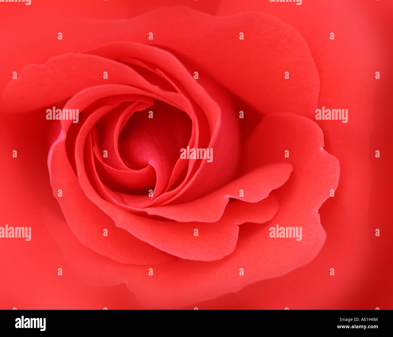 An artistic abstract image of a red rose with natural swirl and soft ...