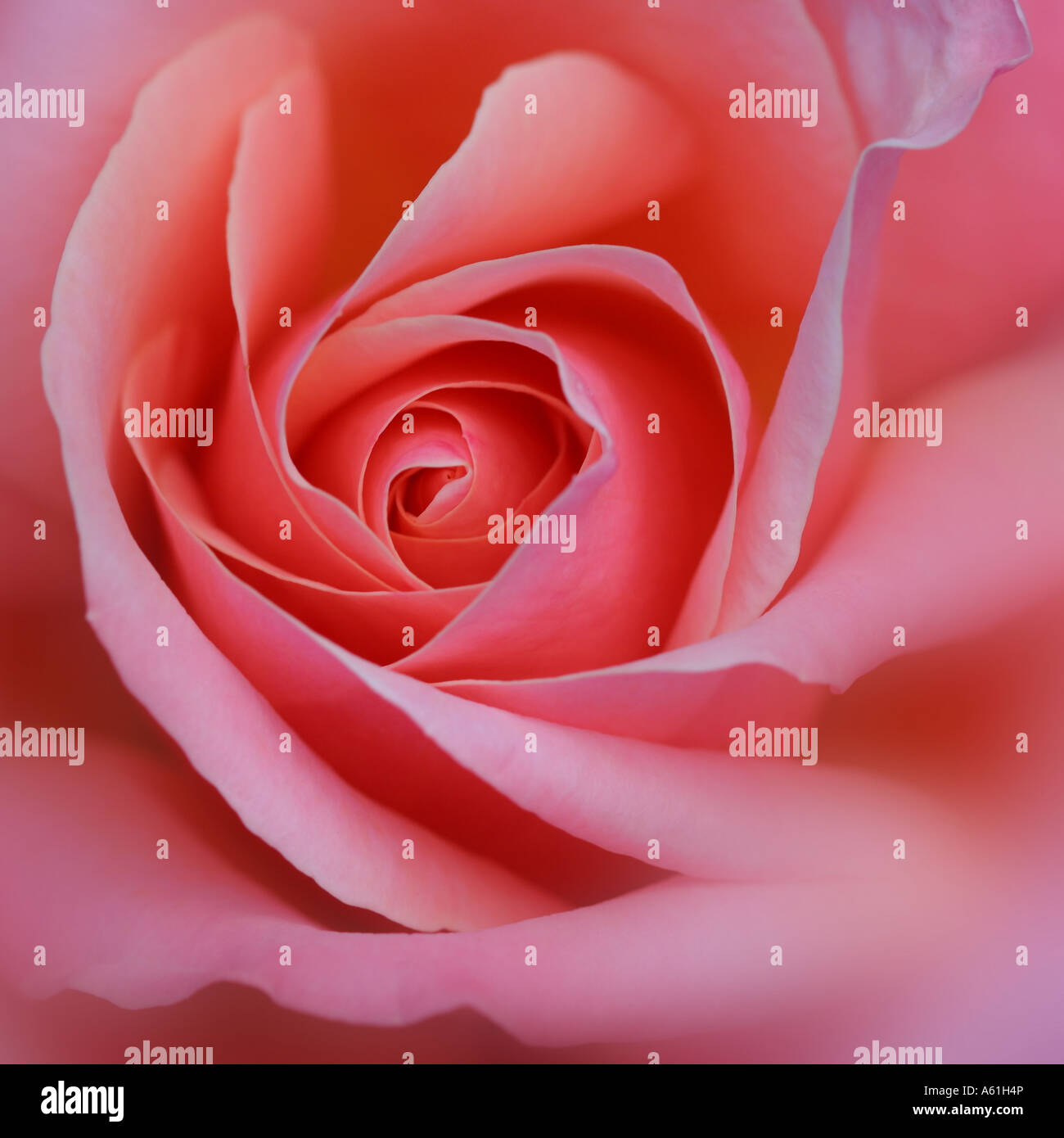 A square format artistic image of a pink rose head with petals forming ...