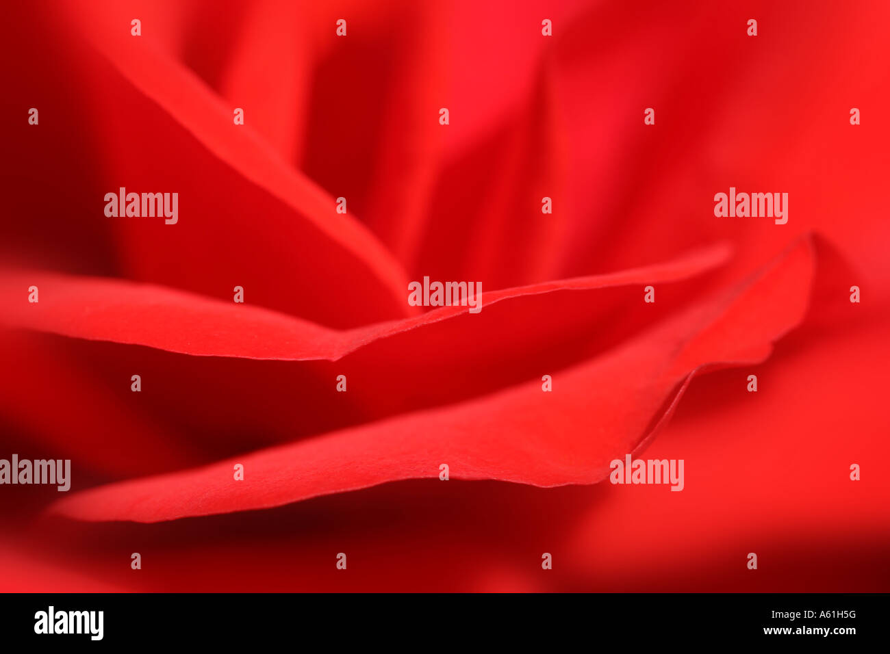 A full frame image of a delicate red rose head with intricate pattern ...