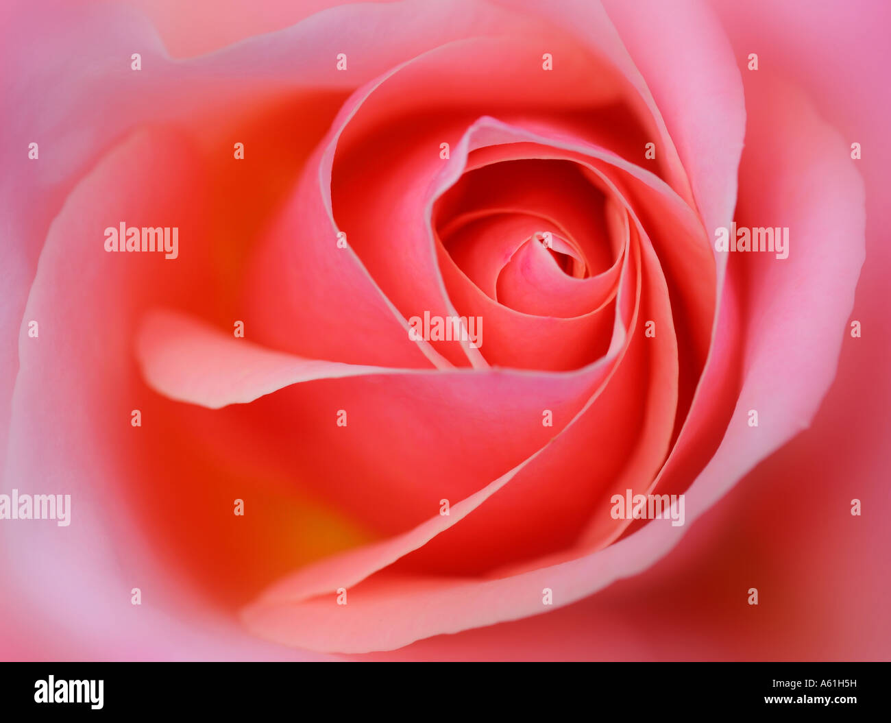A full frame image of a delicate pink rose head with intricate pattern ...