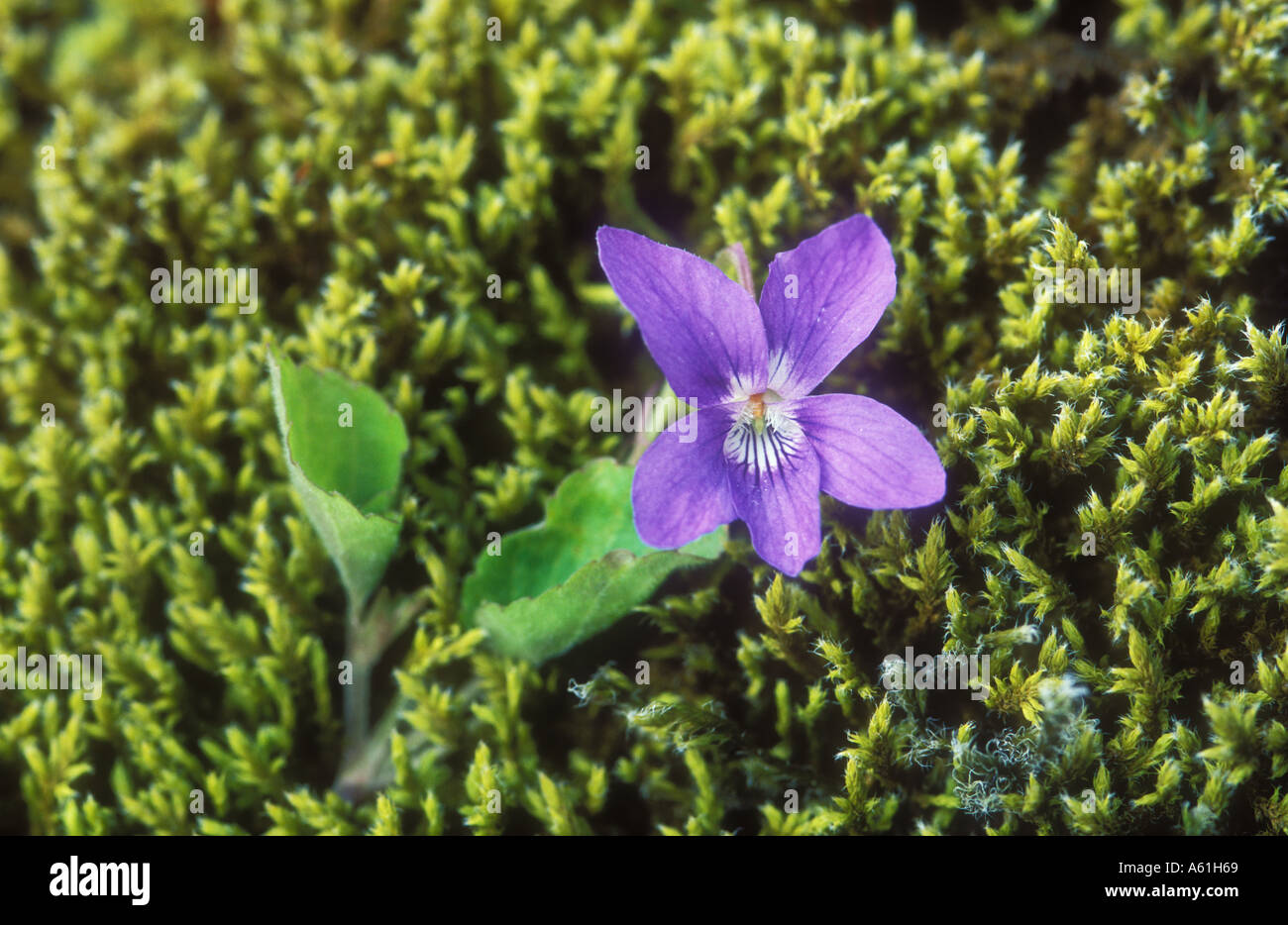 Common Dog Violet Stock Photo - Alamy