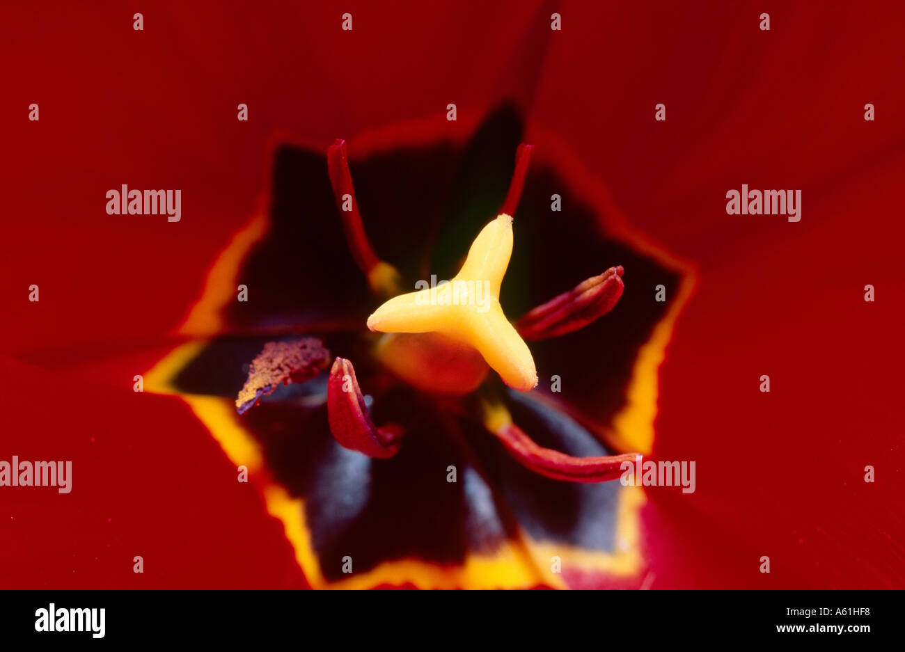 Inside a red tulip Stock Photo - Alamy