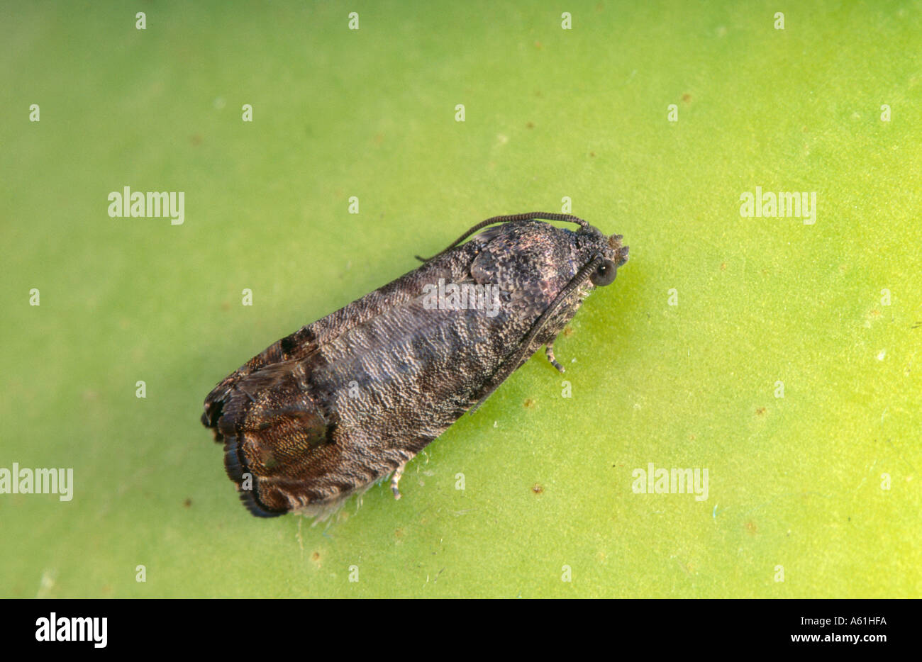Codling moth hi-res stock photography and images - Alamy