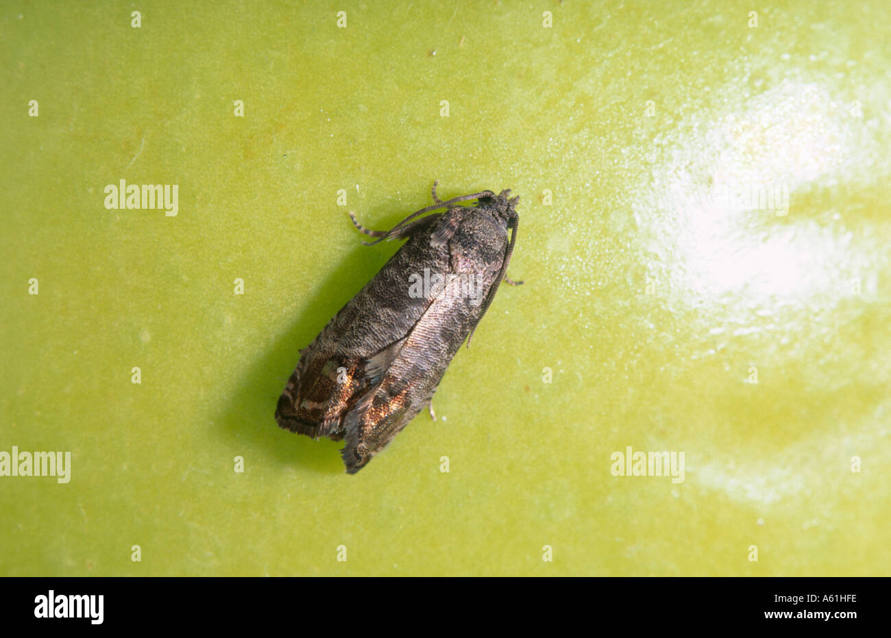 Codling moth resting on apple Stock Photo - Alamy
