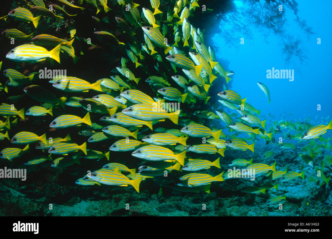 Shoal of Bluestripe snapper (Lutjanus kasmira) fish swimming underwater ...