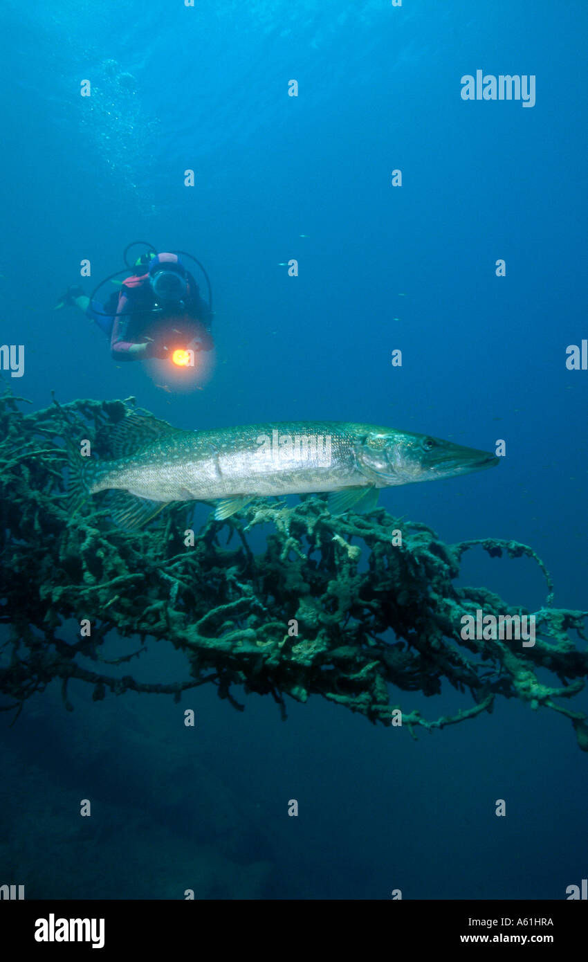 Scuba diver flashing light on Northern Pike (Esox lucius) underwater ...