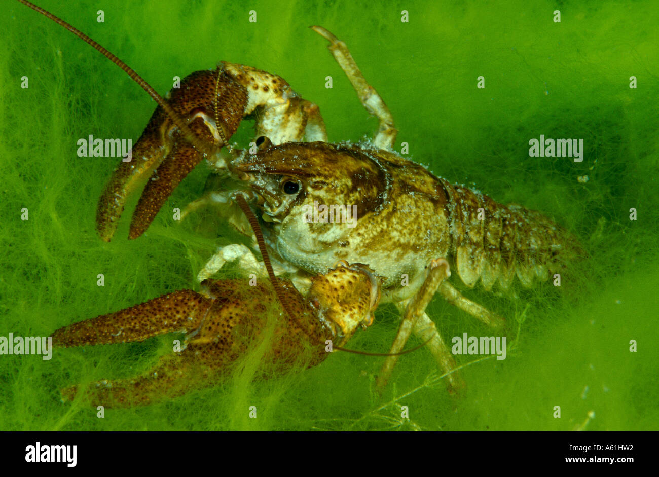 Close-up of lobster in water Stock Photo - Alamy