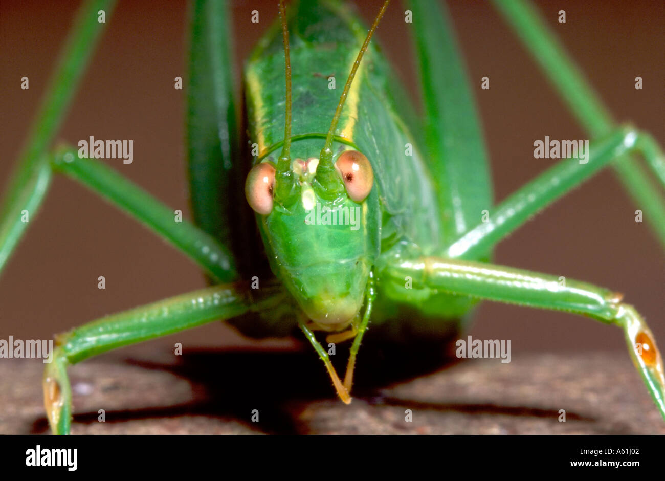 Australian katydid hi-res stock photography and images - Alamy
