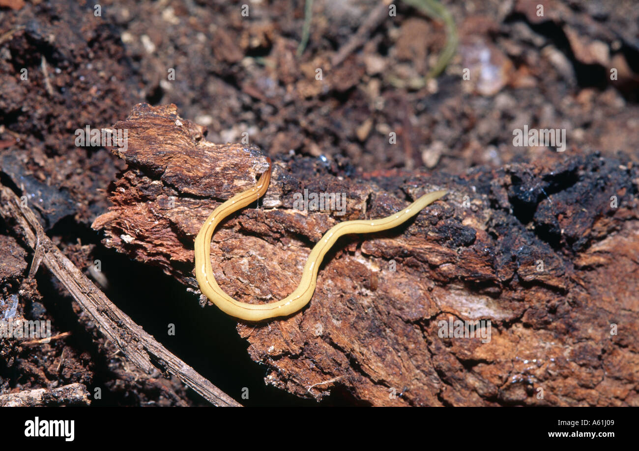 Flatworm turbellaria hi-res stock photography and images - Alamy