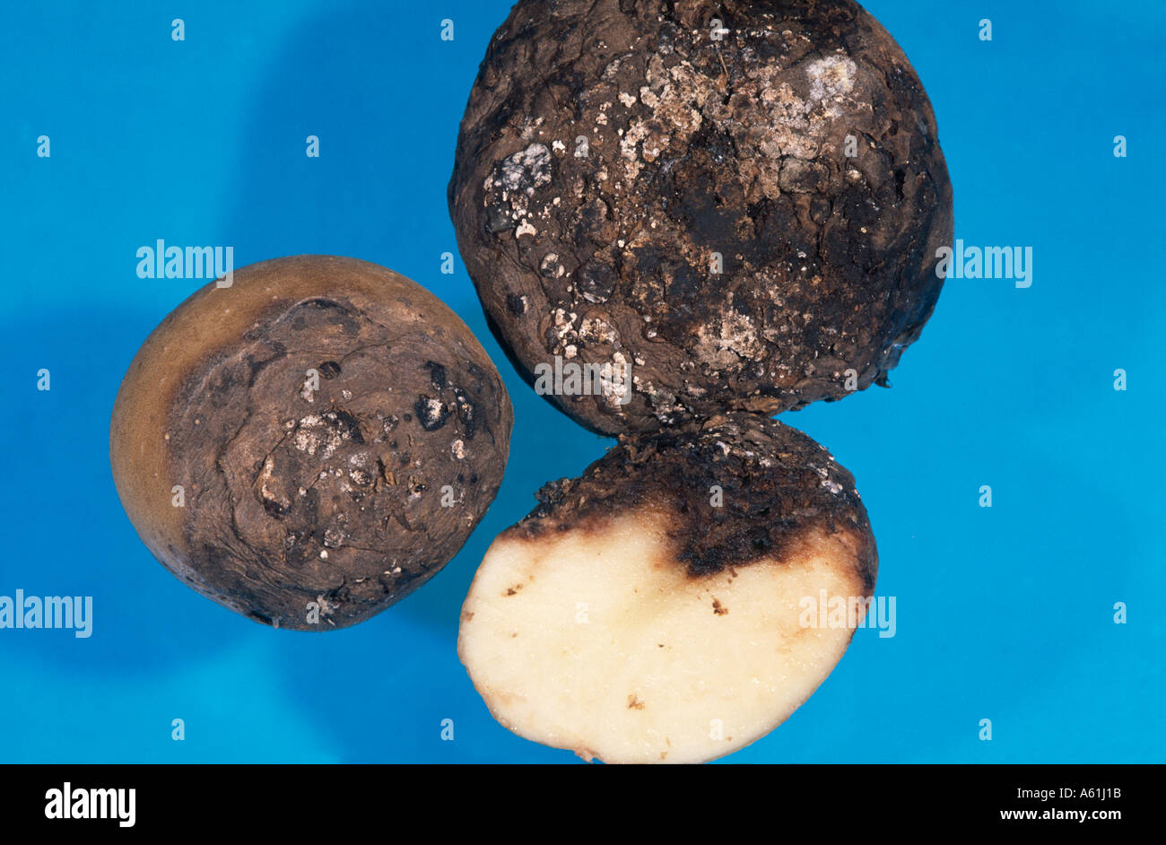 Dry rot (fusarium) on potato tubers Stock Photo - Alamy