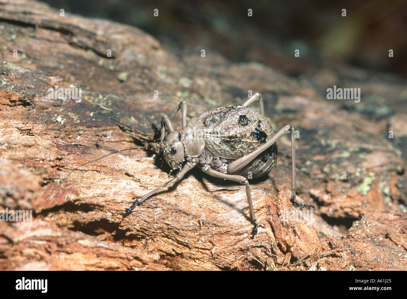 Australian mountain katydid female Stock Photo - Alamy