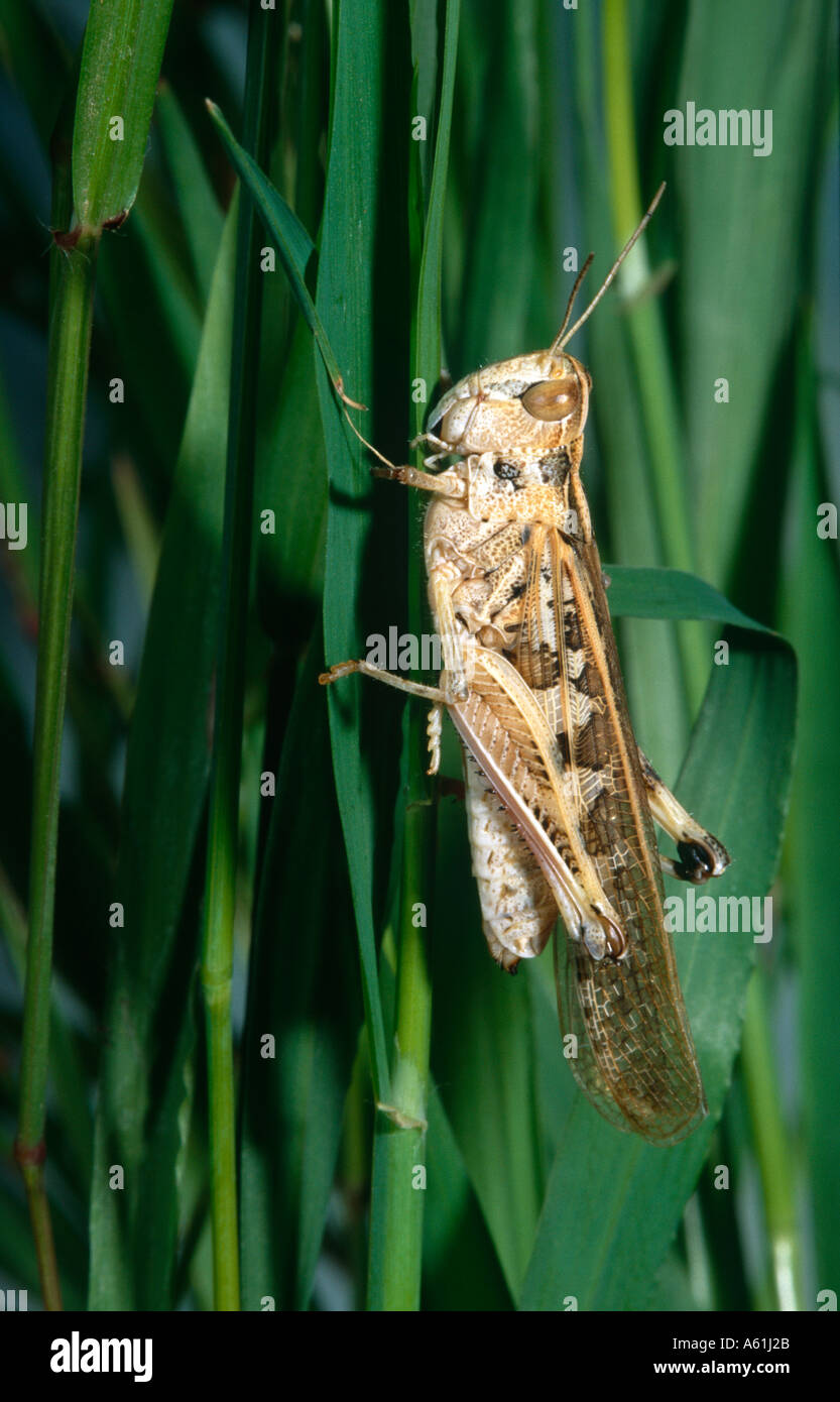 Australian Plague Locust on grass Stock Photo - Alamy