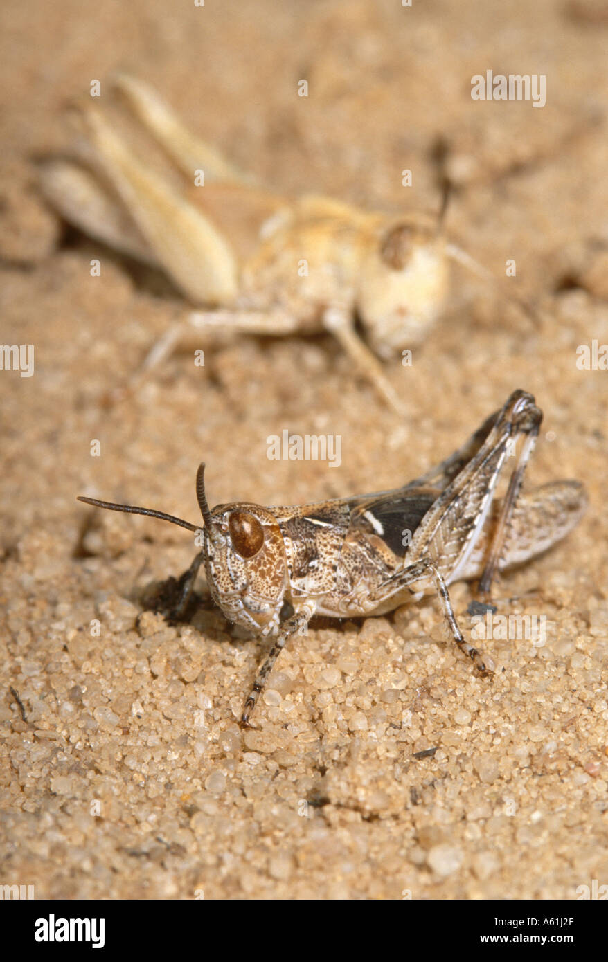 Australian Plague Locust nymphs Stock Photo - Alamy