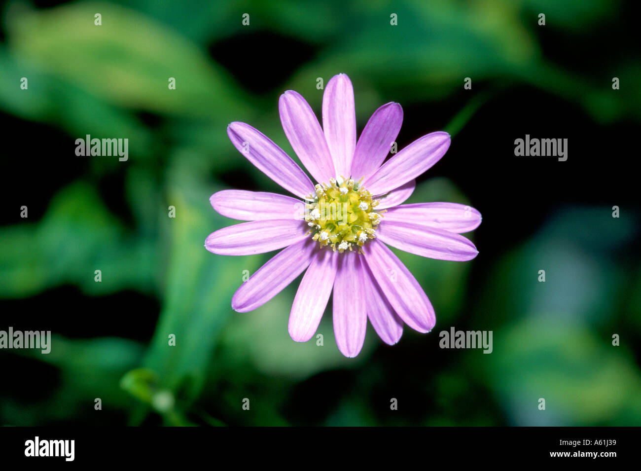 Purple daisy flower Stock Photo - Alamy