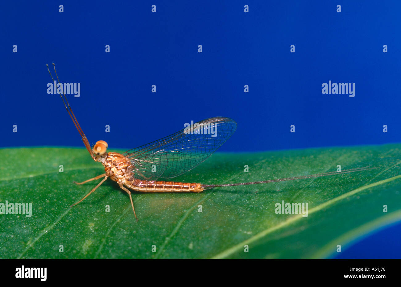 Australian mayfly species photographed in a studio Stock Photo - Alamy