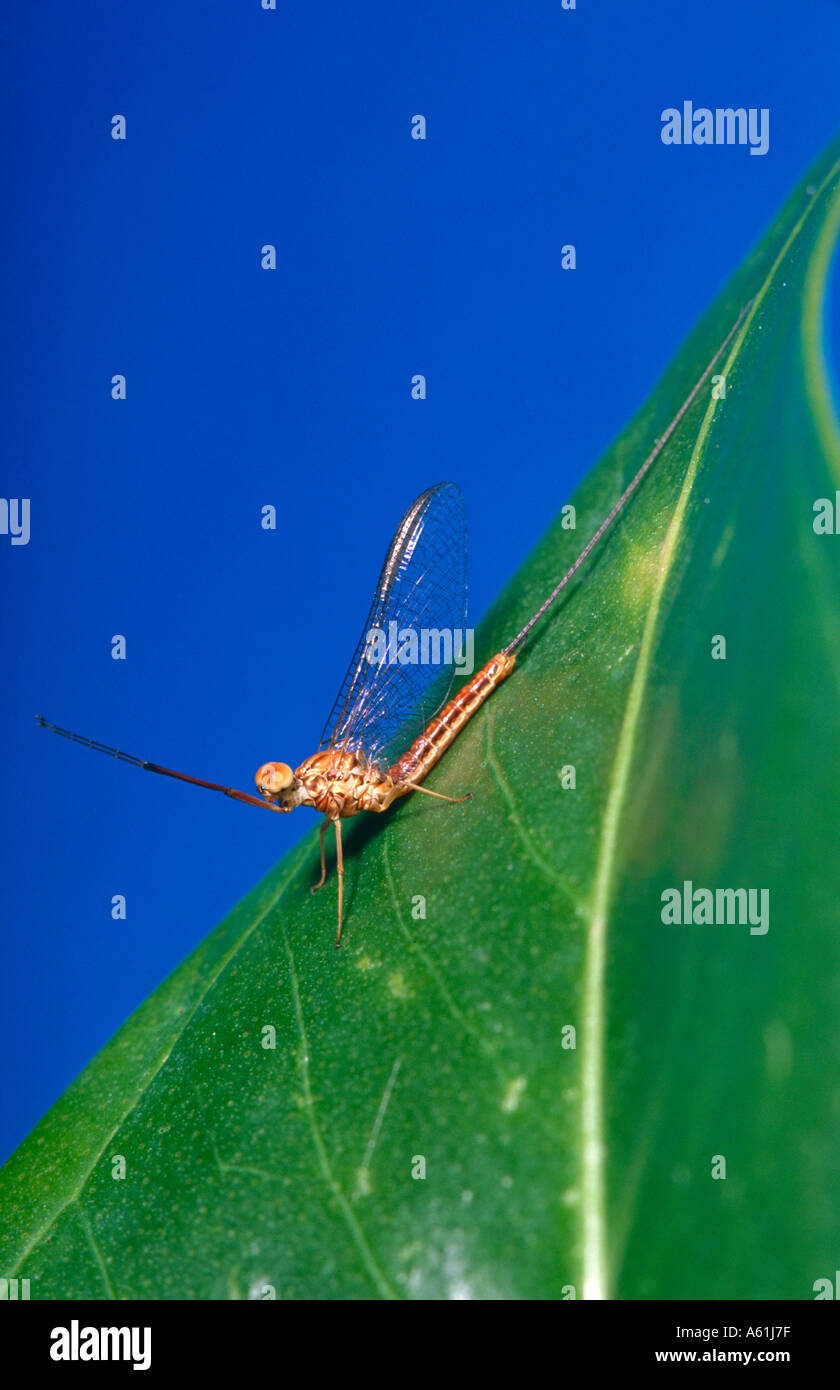 Australian mayfly species photographed in a studio Stock Photo - Alamy