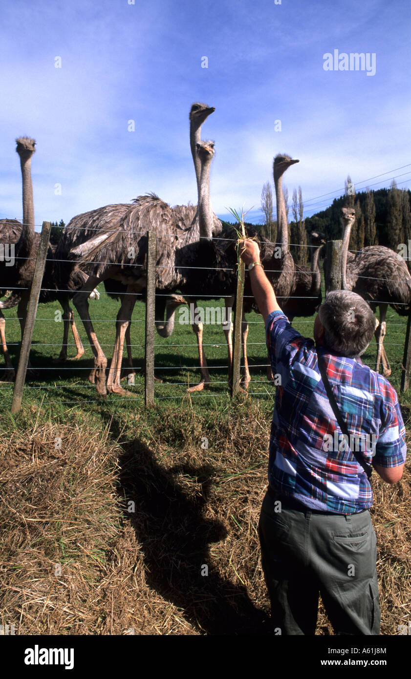 Tourist enjoying native animals at Ostrich farm in Waitomo Area in ...