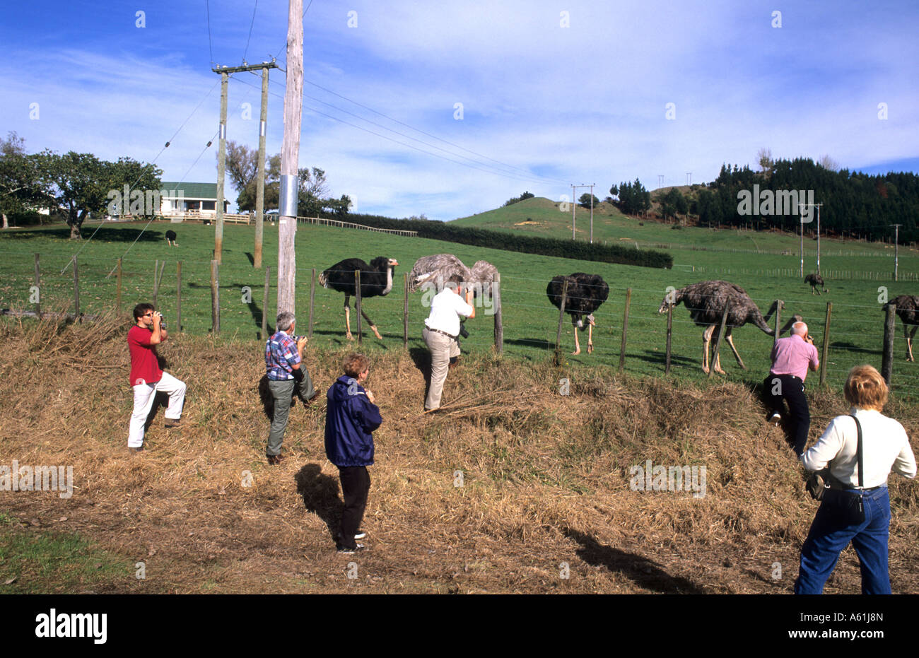 Tourist enjoying photos of native animals at Ostrich farm in Waitomo ...