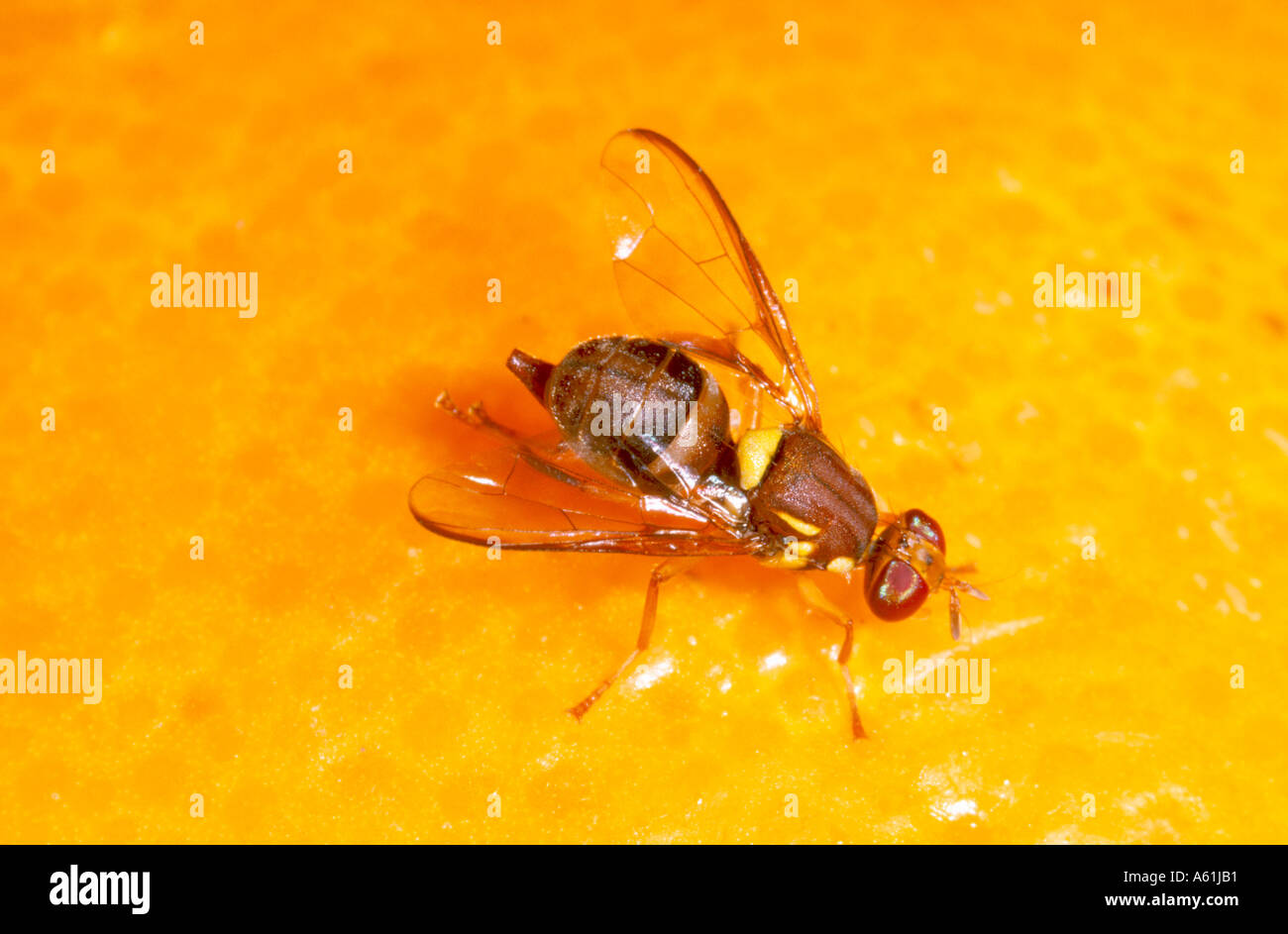 Queensland fruit fly hi-res stock photography and images - Alamy