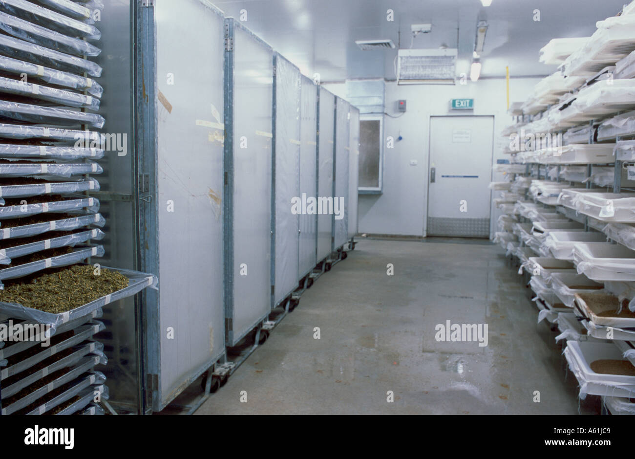 Australian sterile fruit fly breeding hi-res stock photography and ...