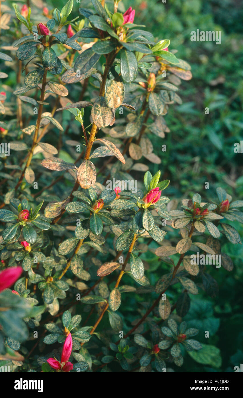 Azalea lace bug hi-res stock photography and images - Alamy