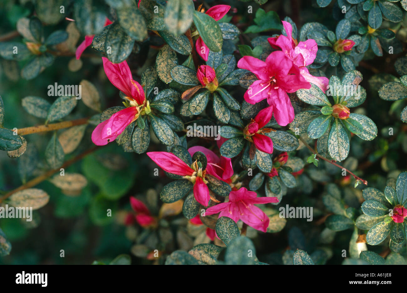 Azalea lace bug hi-res stock photography and images - Alamy