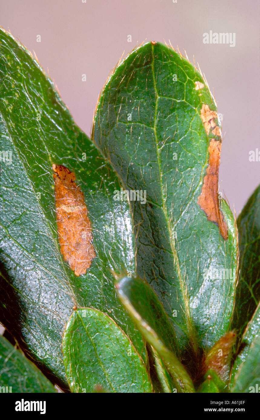 Azalea leafminer damage to azalea leaf Stock Photo - Alamy