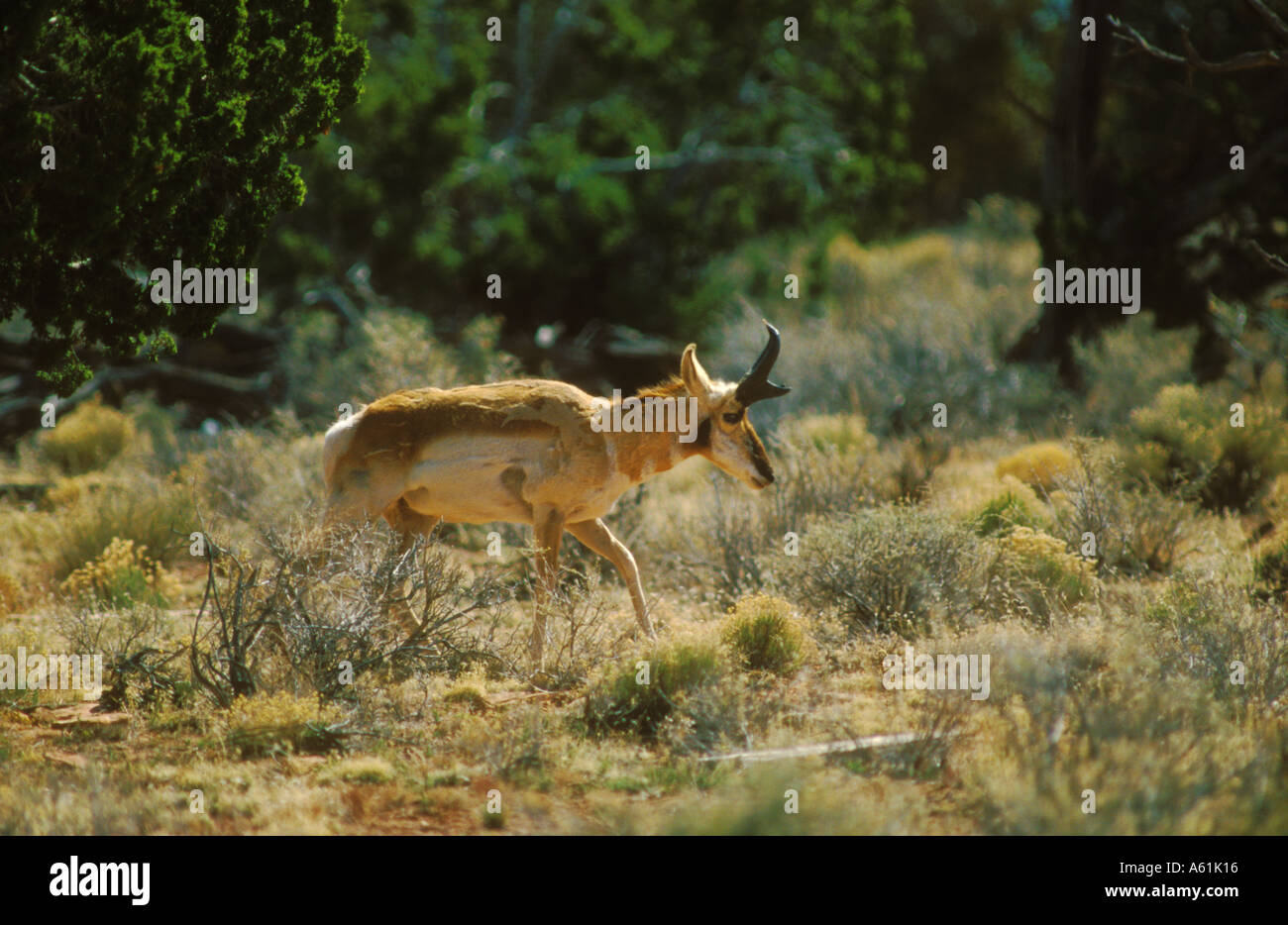Walking male pronghorn hi-res stock photography and images - Alamy