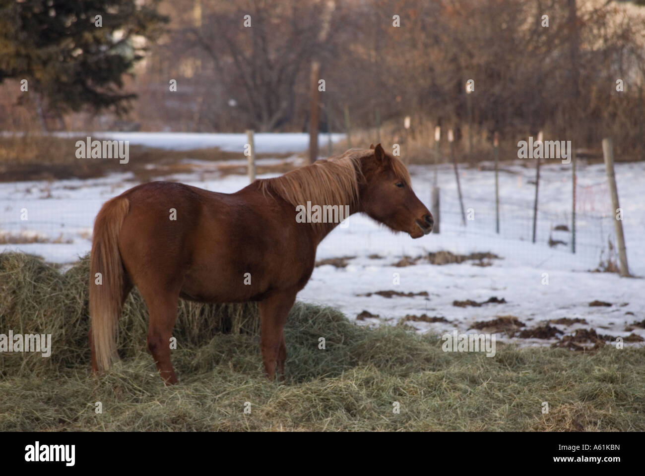 A horse in a field in the winter Stock Photo - Alamy