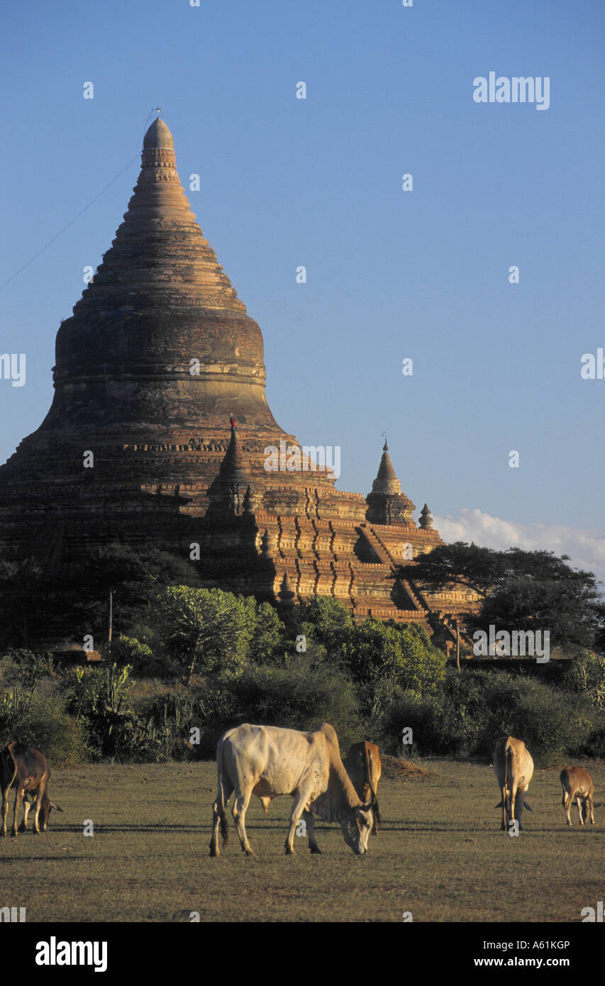 Myanmar Burma Bagan Mingalazedi Pagoda grazing cattle Stock Photo - Alamy