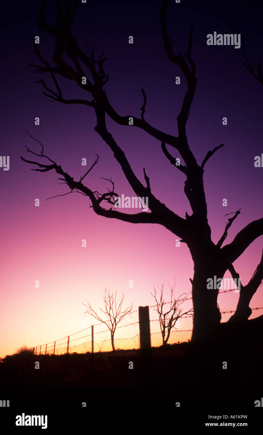 Australia Outback shows the desolate trees of the barren emptiness in ...