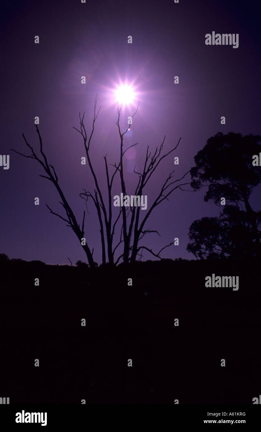 Australia Outback shows the desolate trees of the barren emptiness in ...