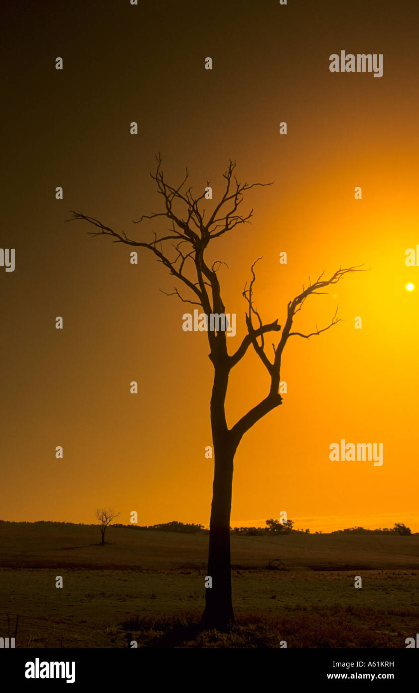 Australia Outback shows the desolate trees of the barren emptiness in ...